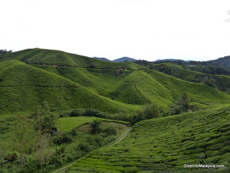 19 Incredible Things To Do In Cameron Highlands, Malaysia🥰 - Malaysia ...