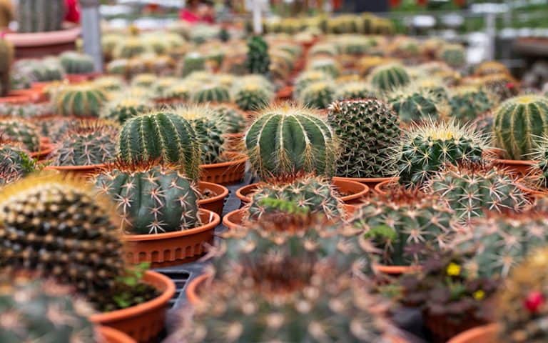 19 Incredible Things To Do In Cameron Highlands, Malaysia🥰 - Malaysia ...