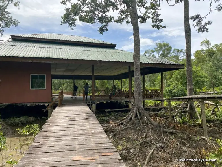 Labuk Bay Proboscis Monkey Sanctuary: Everything You Need To Know ...