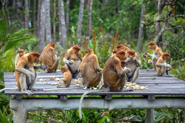 Labuk Bay Proboscis Monkey Sanctuary: Everything You Need To Know ...