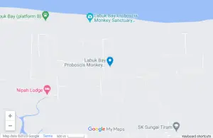 Labuk Bay Proboscis Monkey Sanctuary: Everything You Need To Know ...