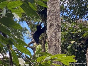 Bornean Sun Bear Conservation Centre: Everything You Need To Know ...
