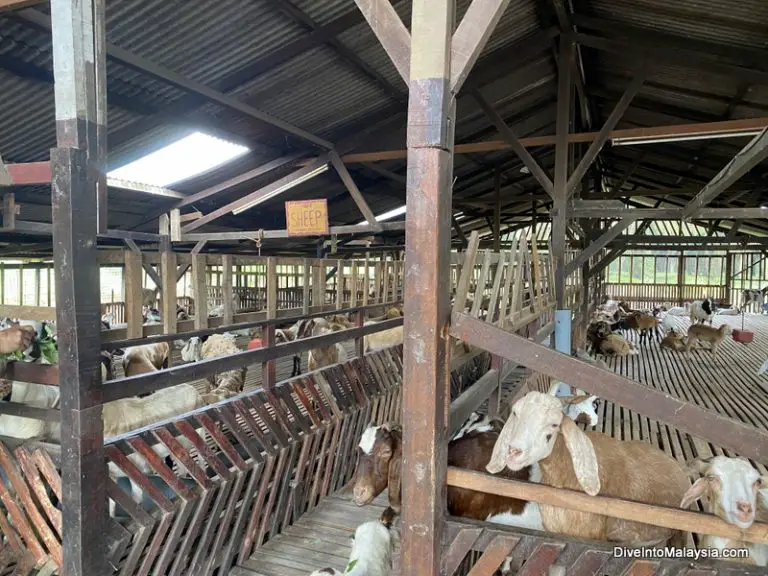 Desaru Fruit Farm: Everything You Need To Know - Malaysia Uncovered