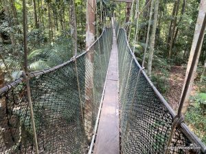 Taman Negara Canopy Walk: Everything You Need To Know - Malaysia Uncovered