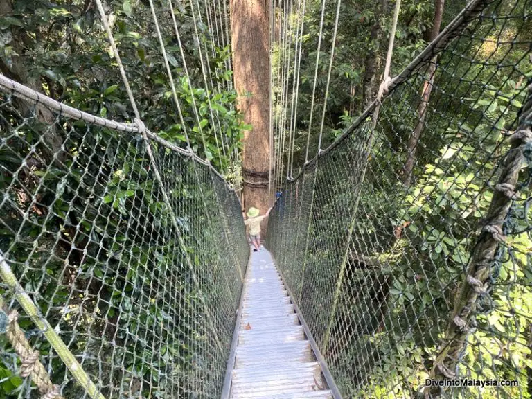 Taman Negara Canopy Walk: Everything You Need To Know - Malaysia Uncovered