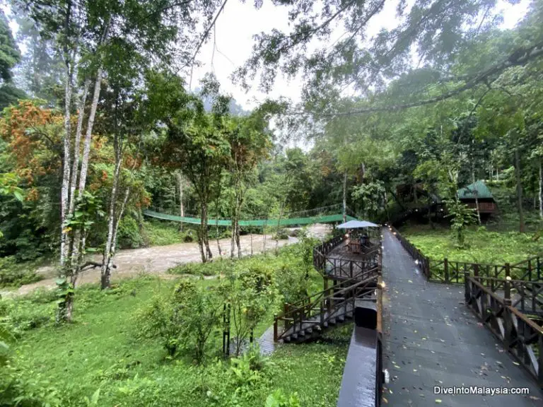 Tabin Wildlife Reserve And Resort: Everything You Need To Know - Malaysia Uncovered