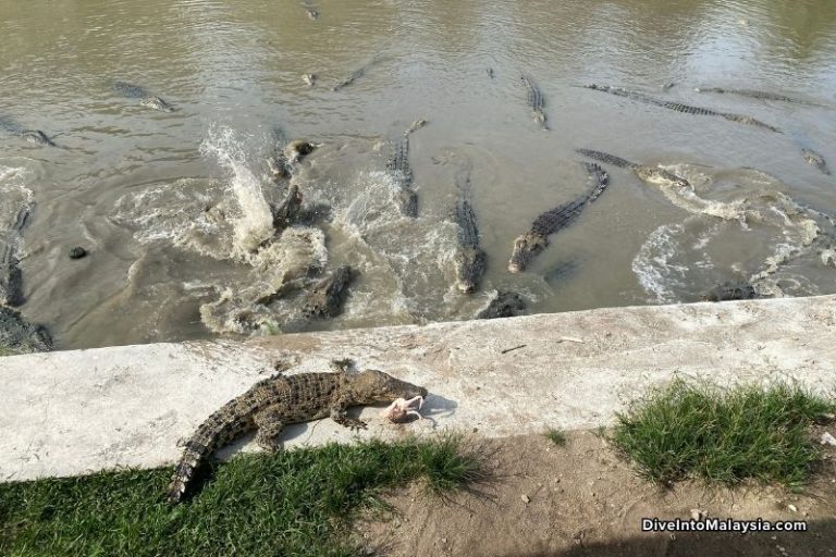 Teluk Sengat Crocodile Farm: Everything You Need To Know - Malaysia ...