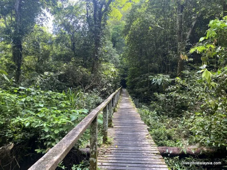 Niah Caves: Everything You Need To Know About Niah National Park ...