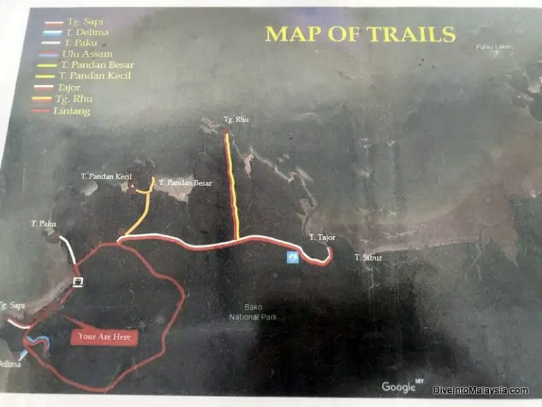 Bako National Park: Everything You Need To Know - Malaysia Uncovered